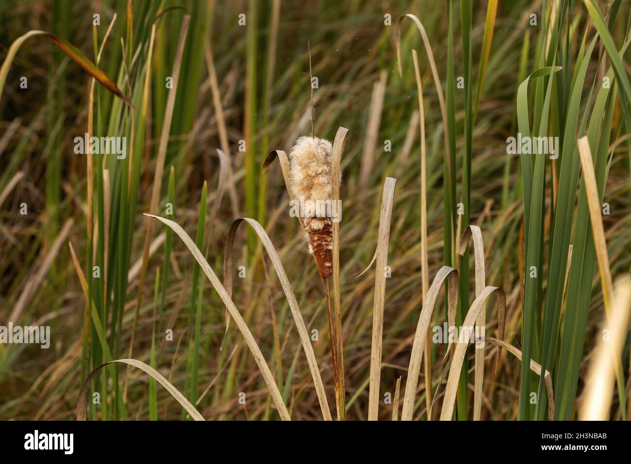 Reed fluff seeds hi-res stock photography and images - Alamy