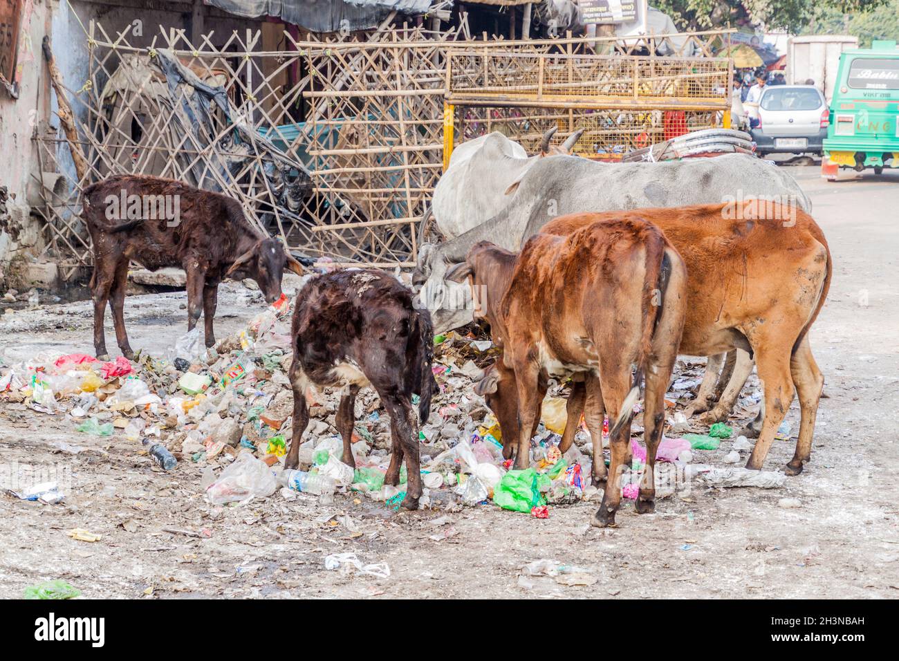 Cow eating waste hi-res stock photography and images - Alamy