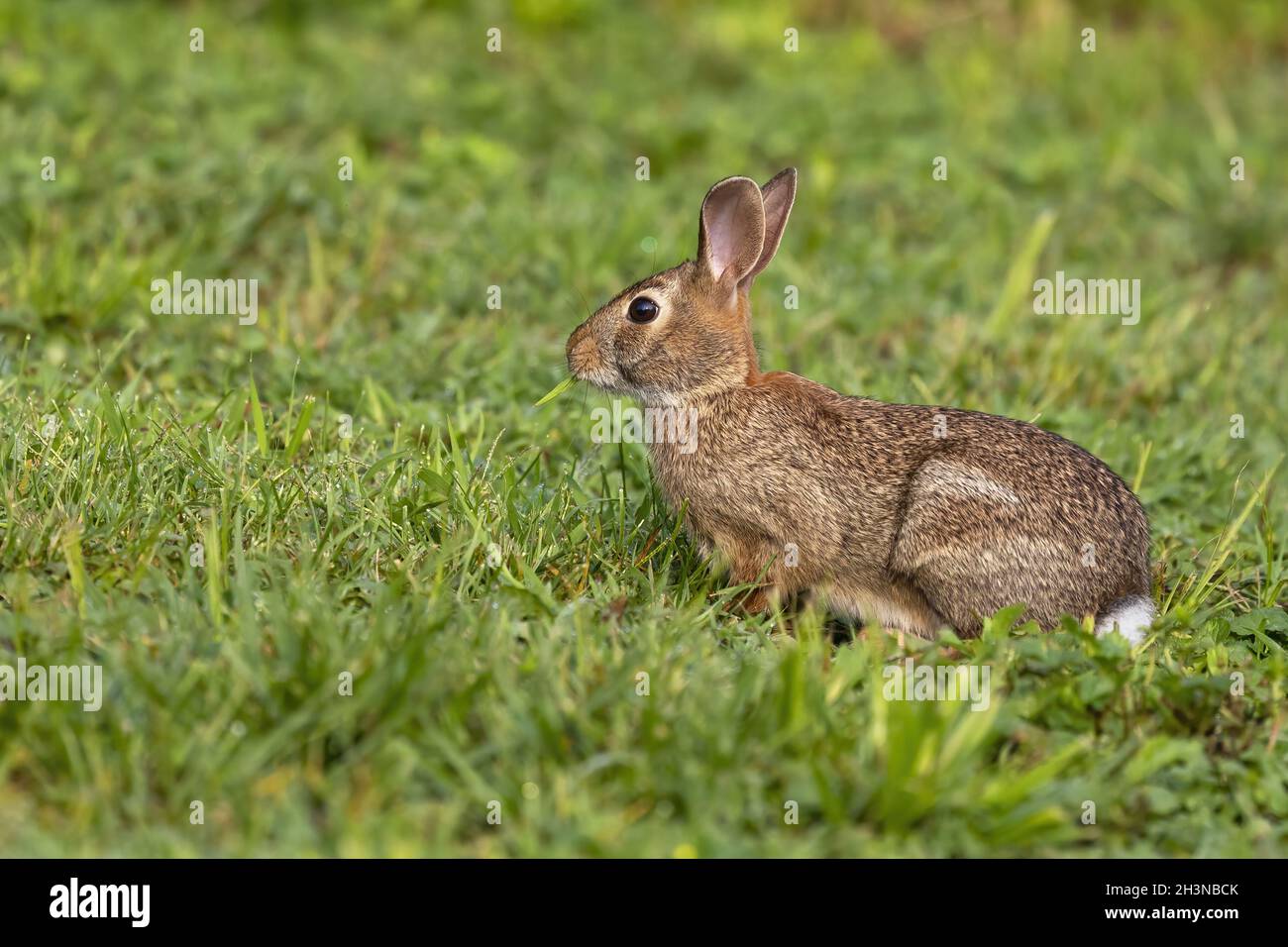 Species evening hi-res stock photography and images - Alamy