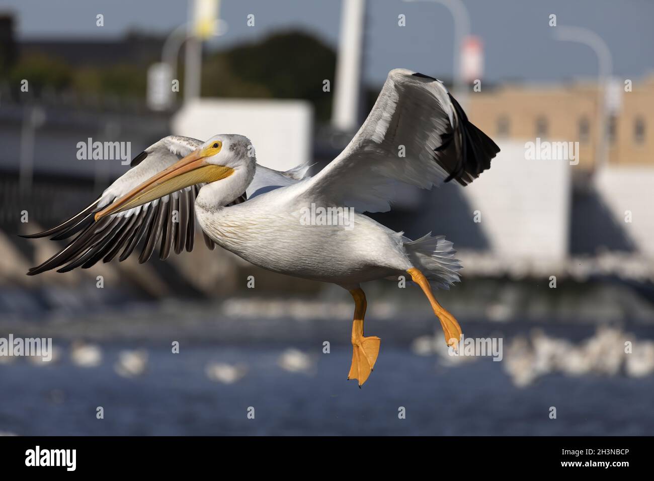 The white American pelican in flight Stock Photo - Alamy