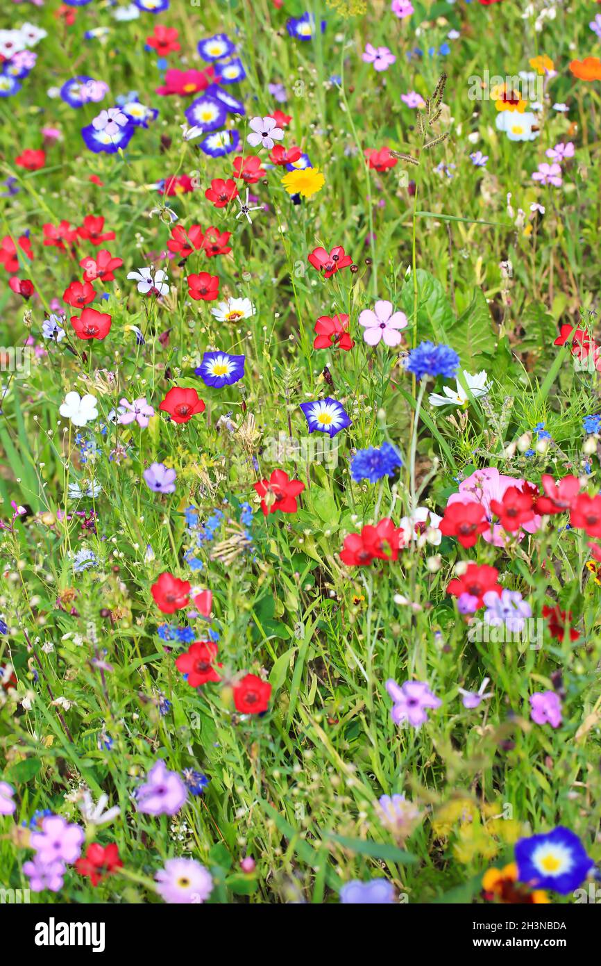 Primary color hi-res stock photography and images - Alamy