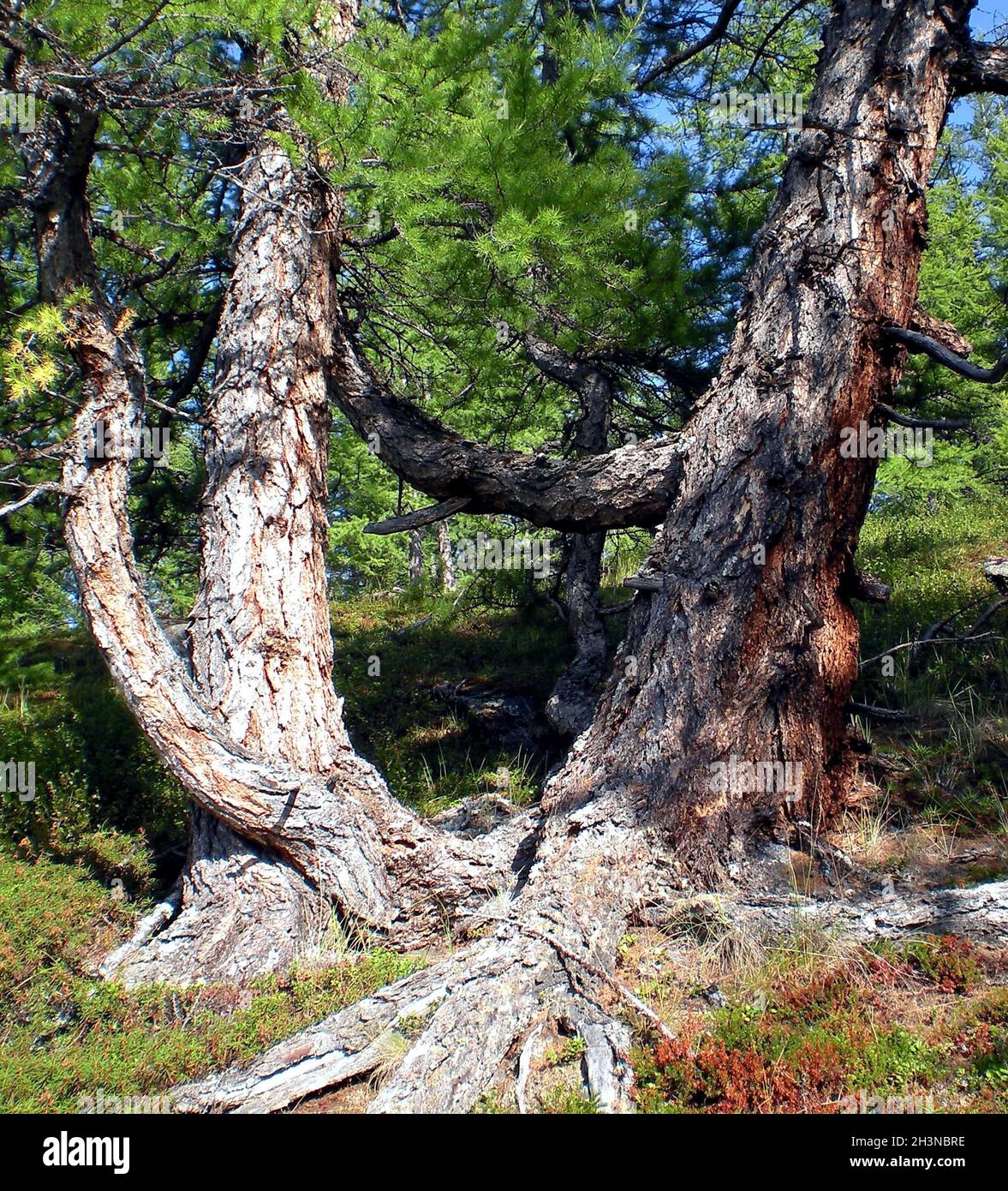 Thick trunk of Siberian cedar. Coniferous tree Stock Photo - Alamy