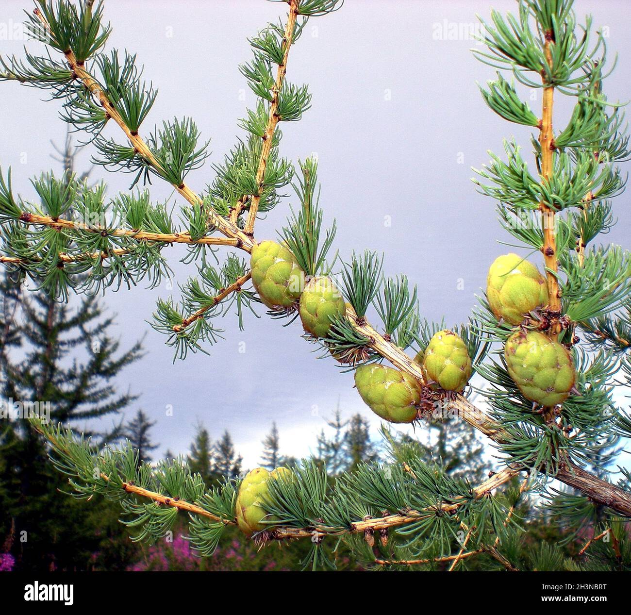 Wallpaper Plants Trees Bumps