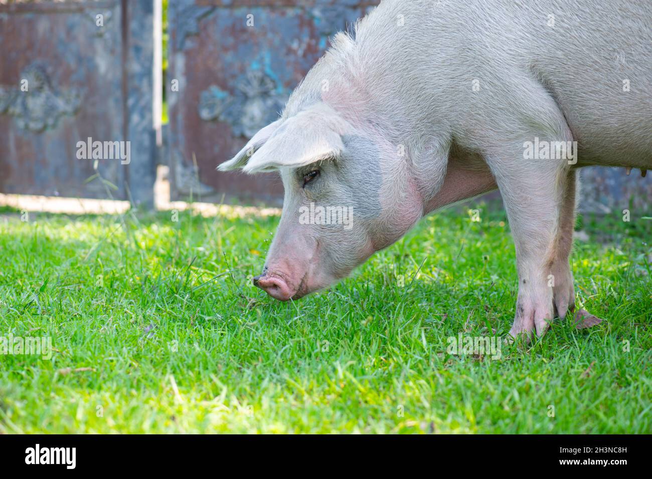 a fat pig eats very juicy green grass Stock Photo - Alamy