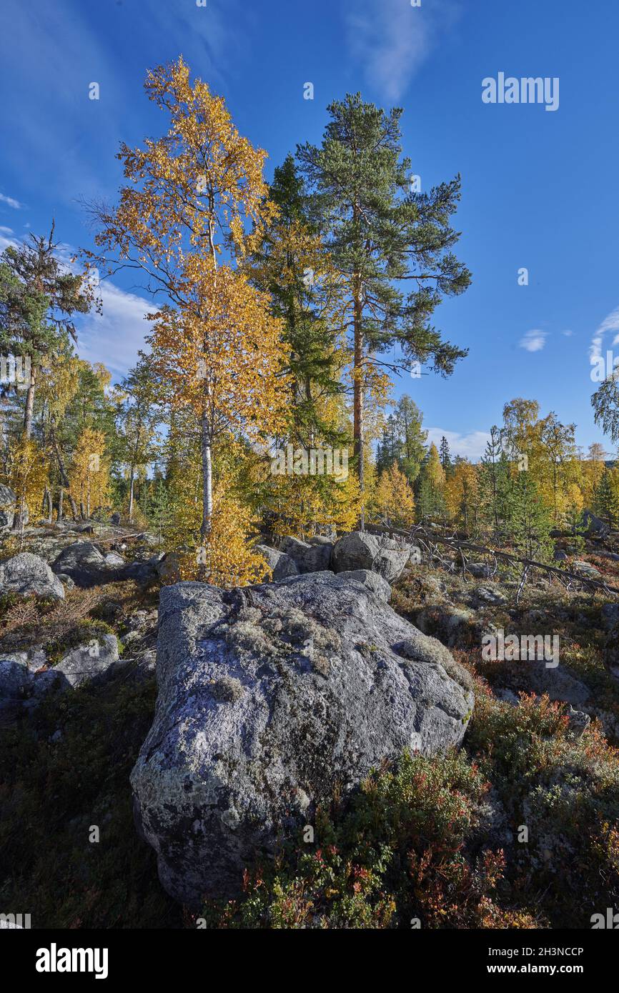 Nationalpark hamra hi-res stock photography and images - Alamy
