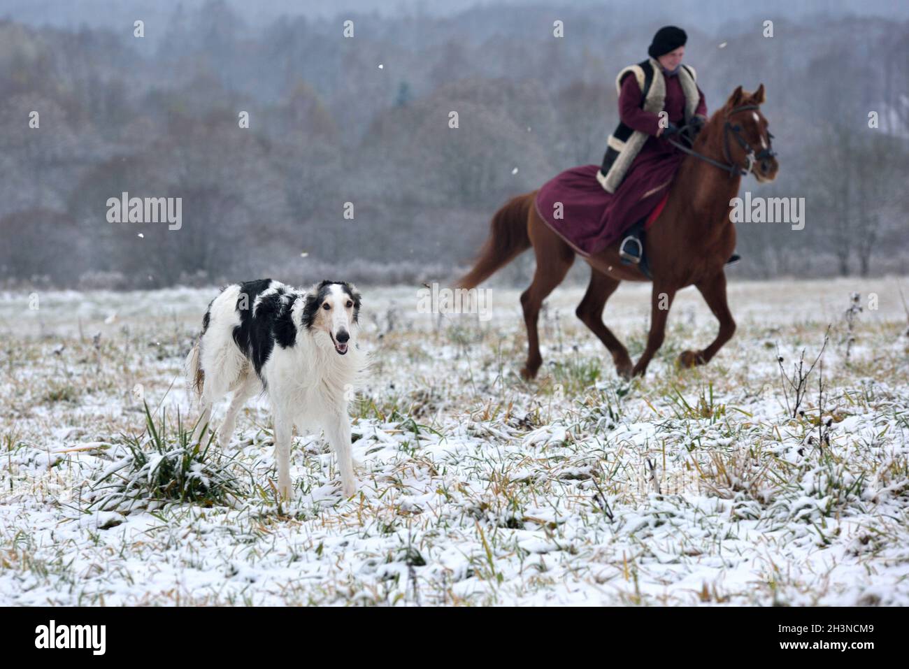 Minsk region, Belarus - November 5: Historical reconstruction of the ...