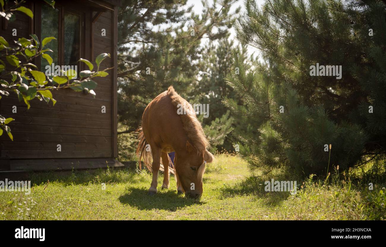 Red pony eats grass on green lawn on sunny day. Cute little horse ...