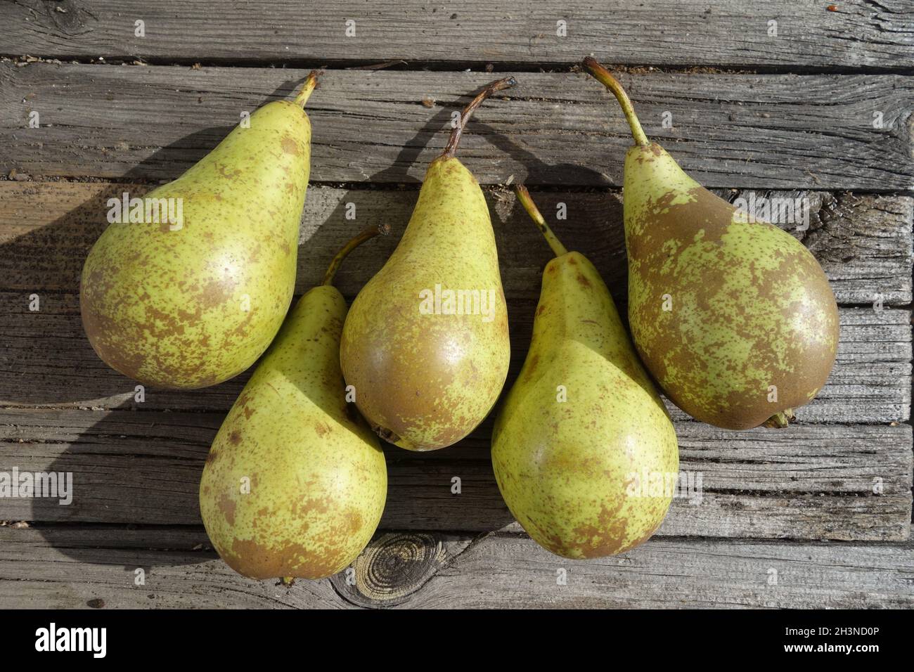 Pyrus communis Conference, Pear Stock Photo - Alamy