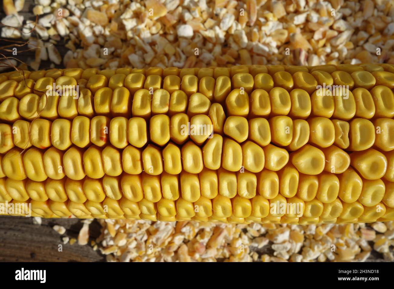 Indian corn maize zea mays hi-res stock photography and images - Alamy