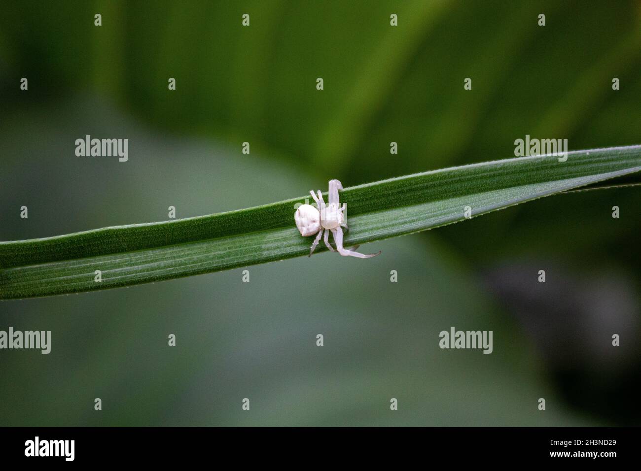 Small spider white background hi-res stock photography and images - Alamy