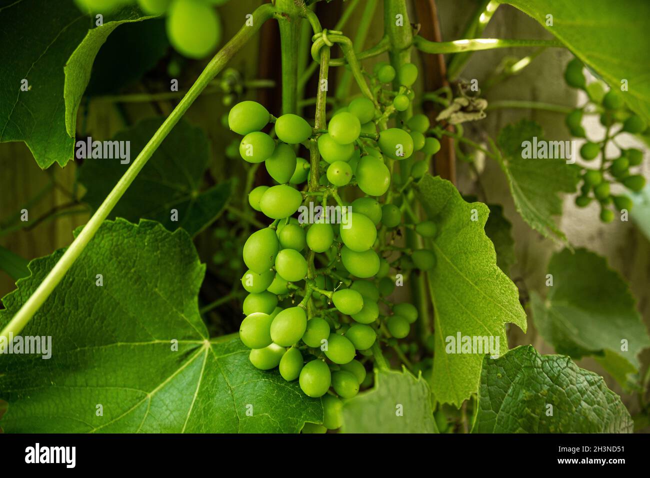 Developing grape hi-res stock photography and images - Alamy