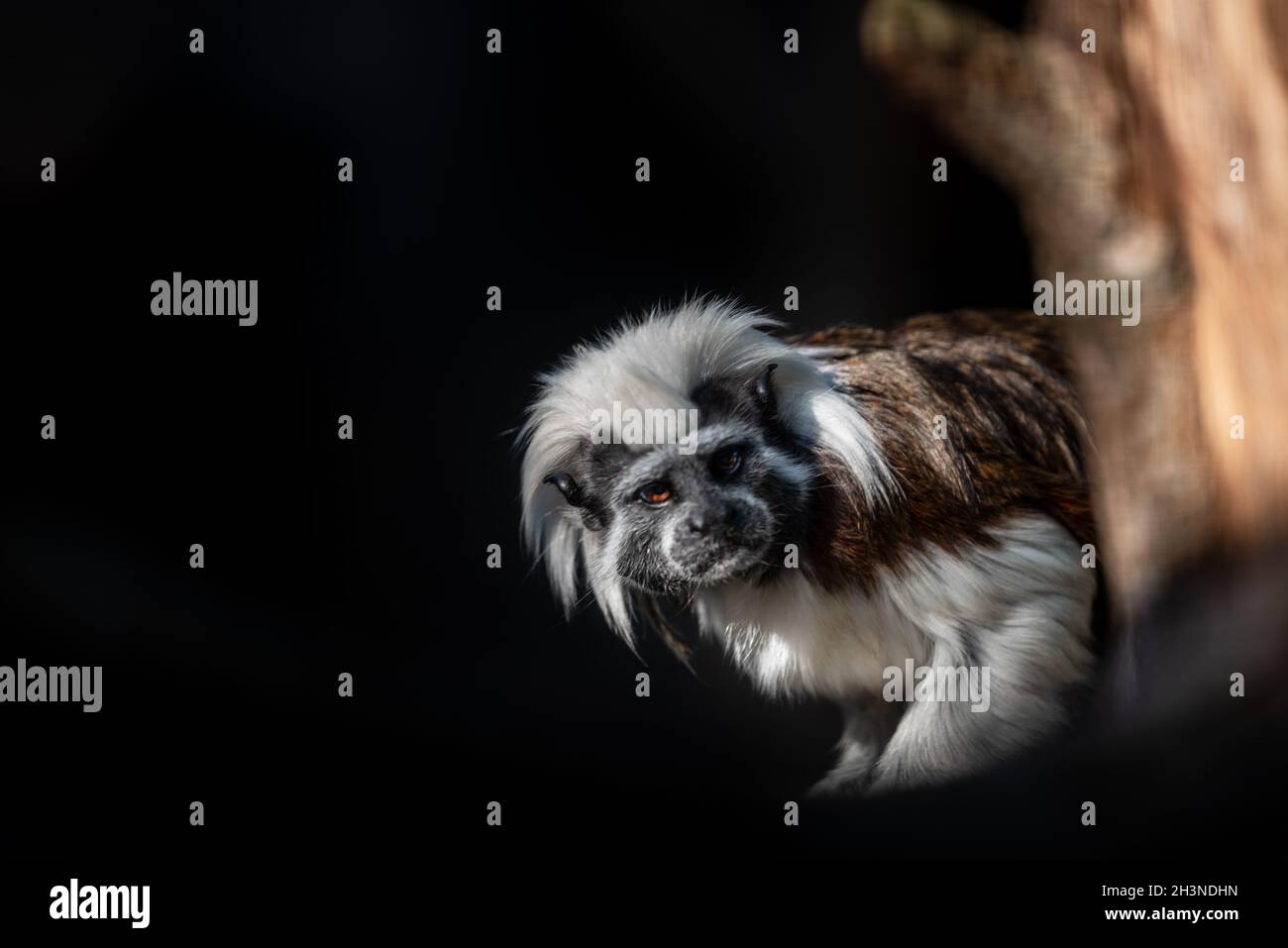 a lion's head monkey looks curiously out from behind a tree Stock Photo ...