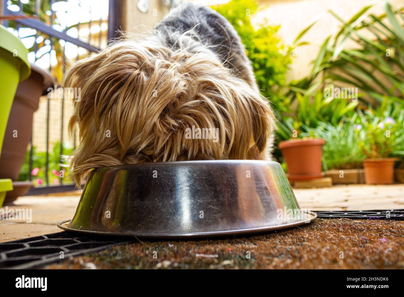 Pet food dish hi-res stock photography and images - Alamy