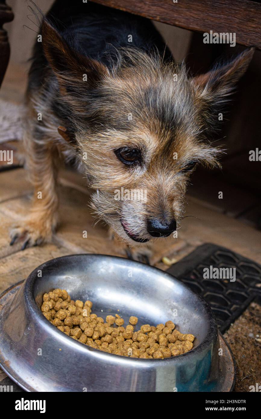 When Can Yorkie Puppies Start Eating Food