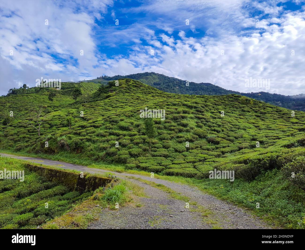 tea garden view with bright blue sky and isolated road at morning image ...