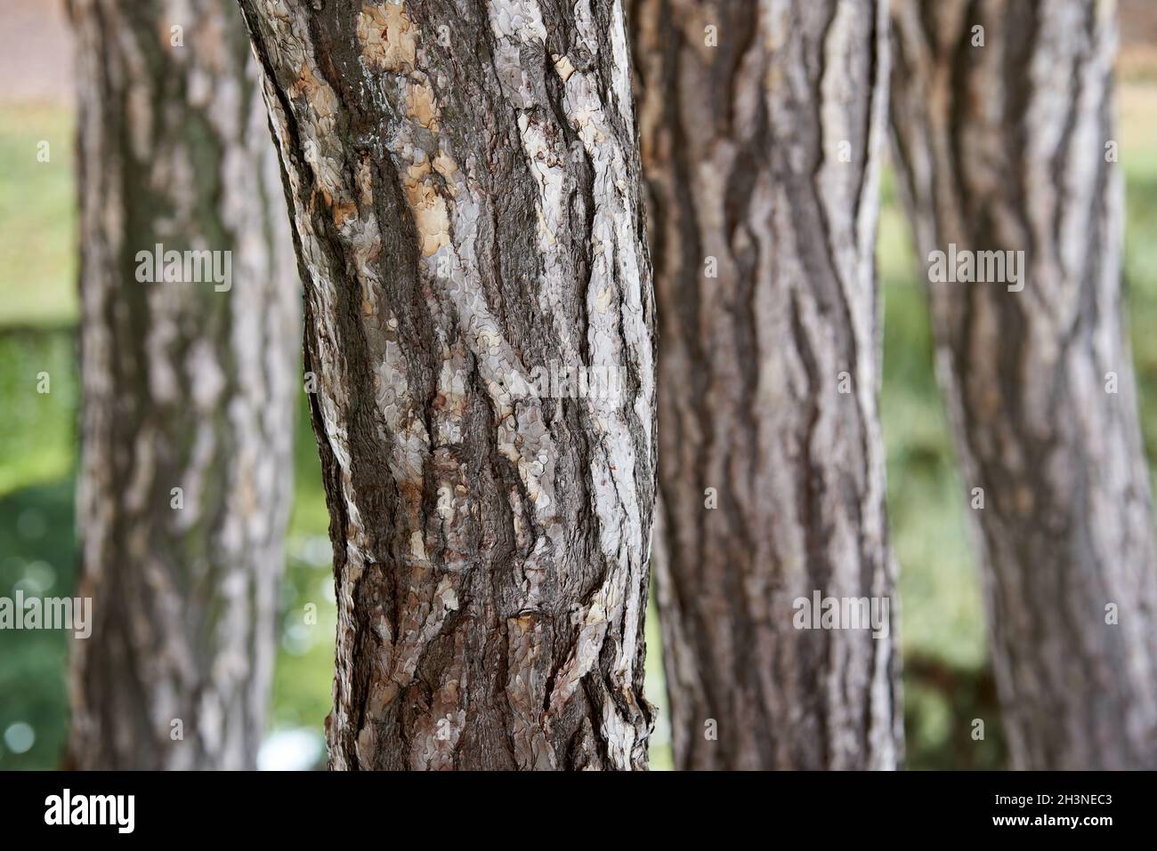 Black pine tree hi-res stock photography and images - Alamy