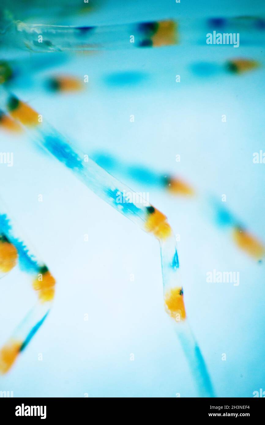 Rockpool shrimp (Palaemon elegans) from southern coast of Black Sea ...