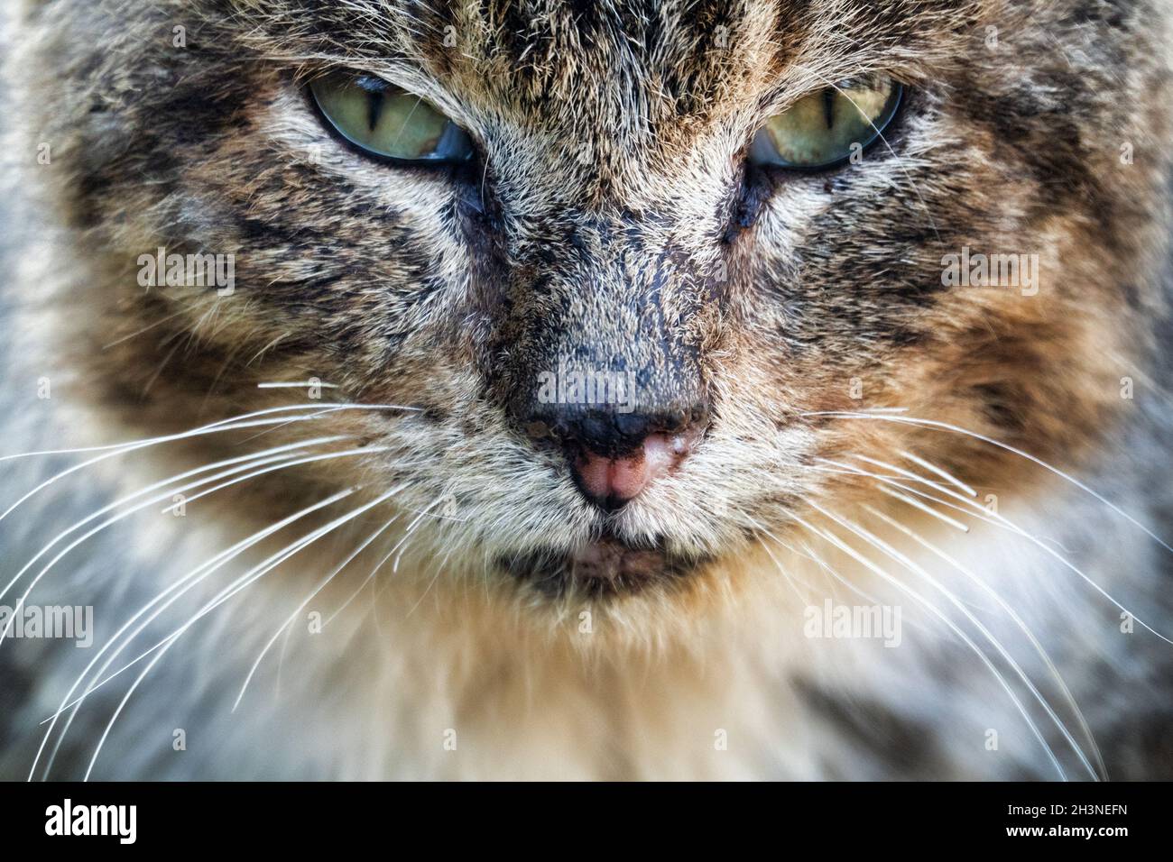Wild stray cat in village Stock Photo - Alamy