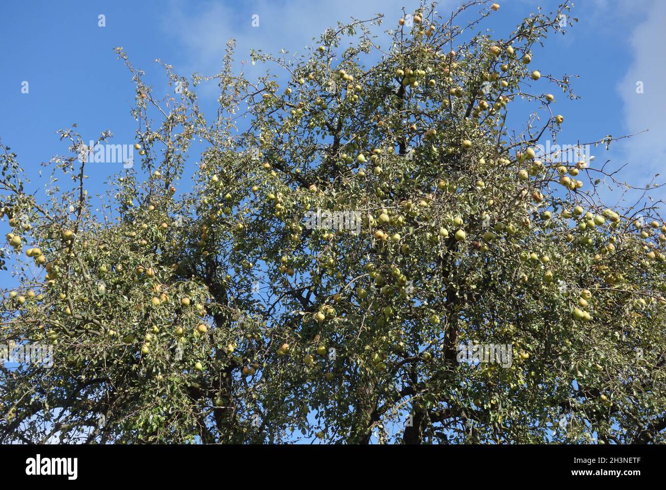 Pyrus communis, Pear tree Stock Photo - Alamy