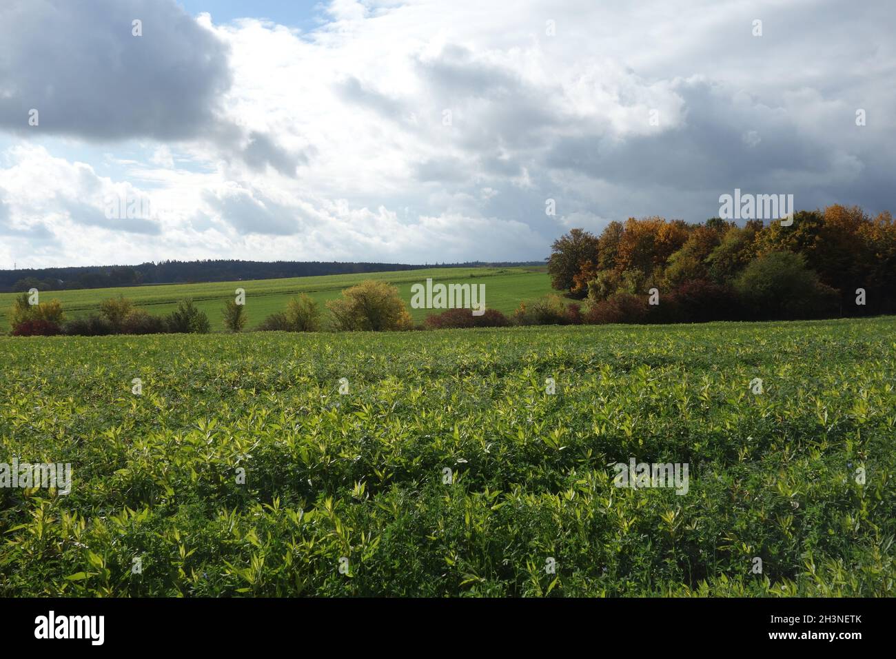 Green manure leaf hi-res stock photography and images - Alamy