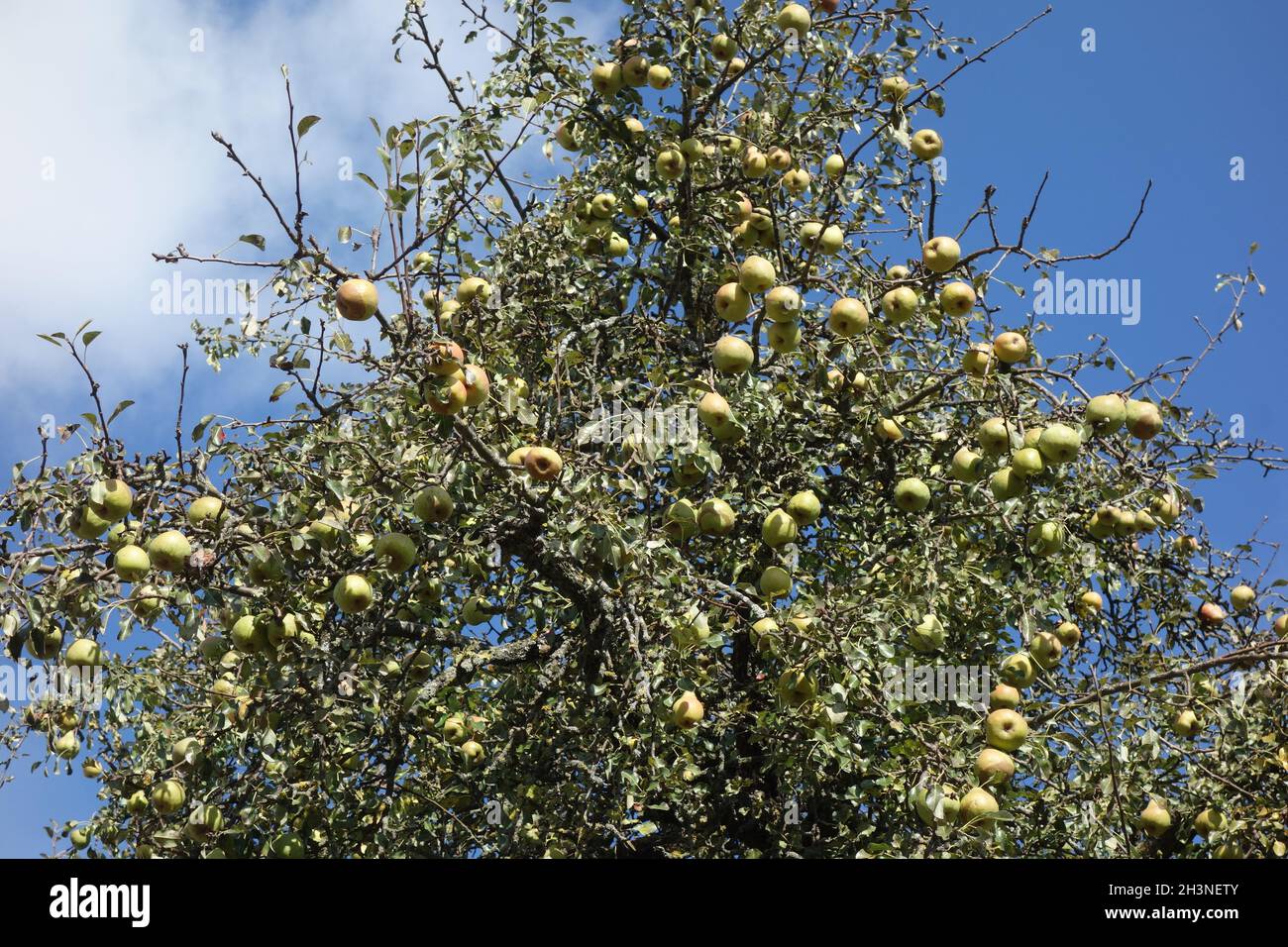 Pyrus communis, Pear tree Stock Photo - Alamy