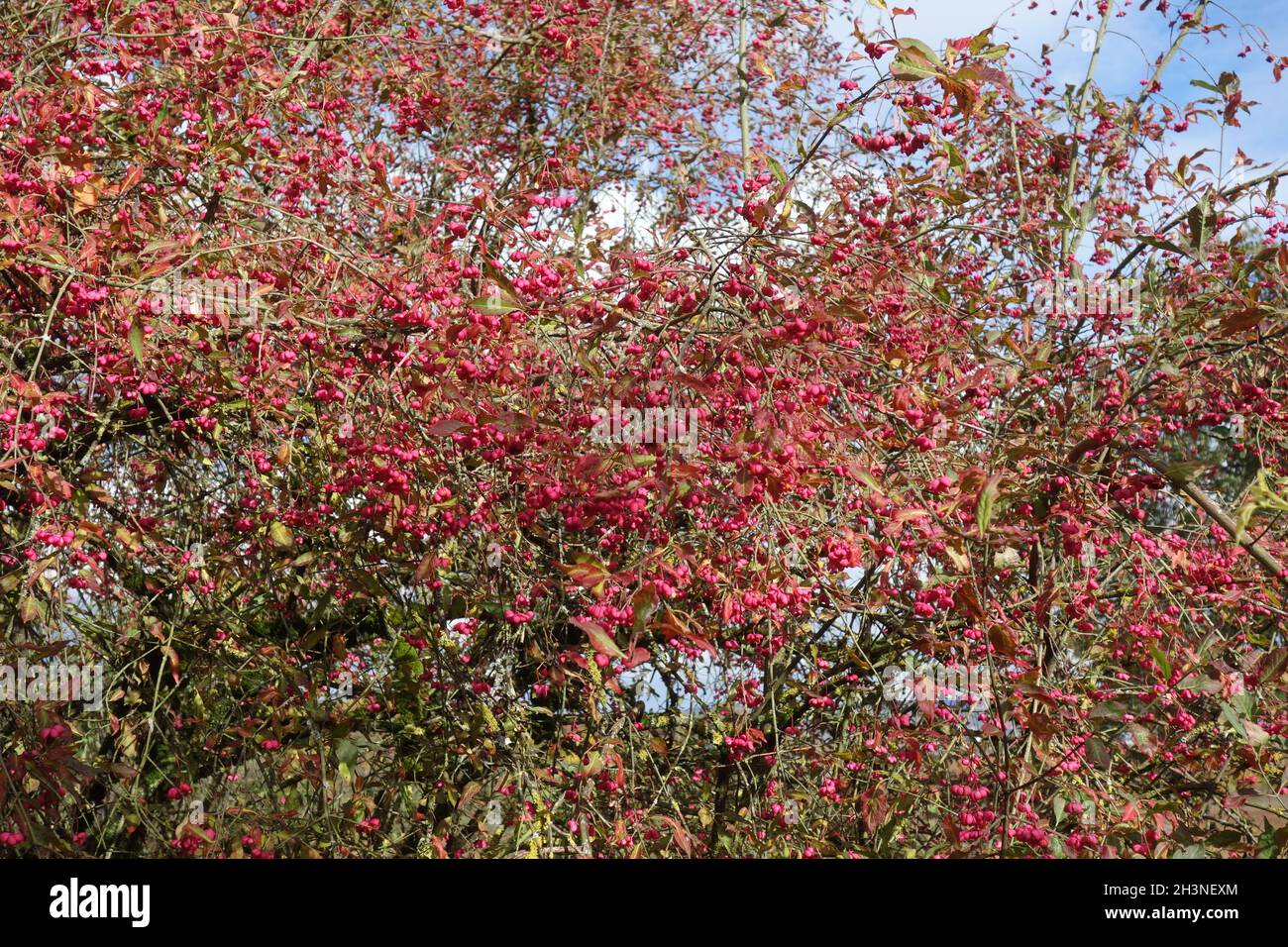 Fruit shrub euonymus europaeus hi-res stock photography and images - Alamy