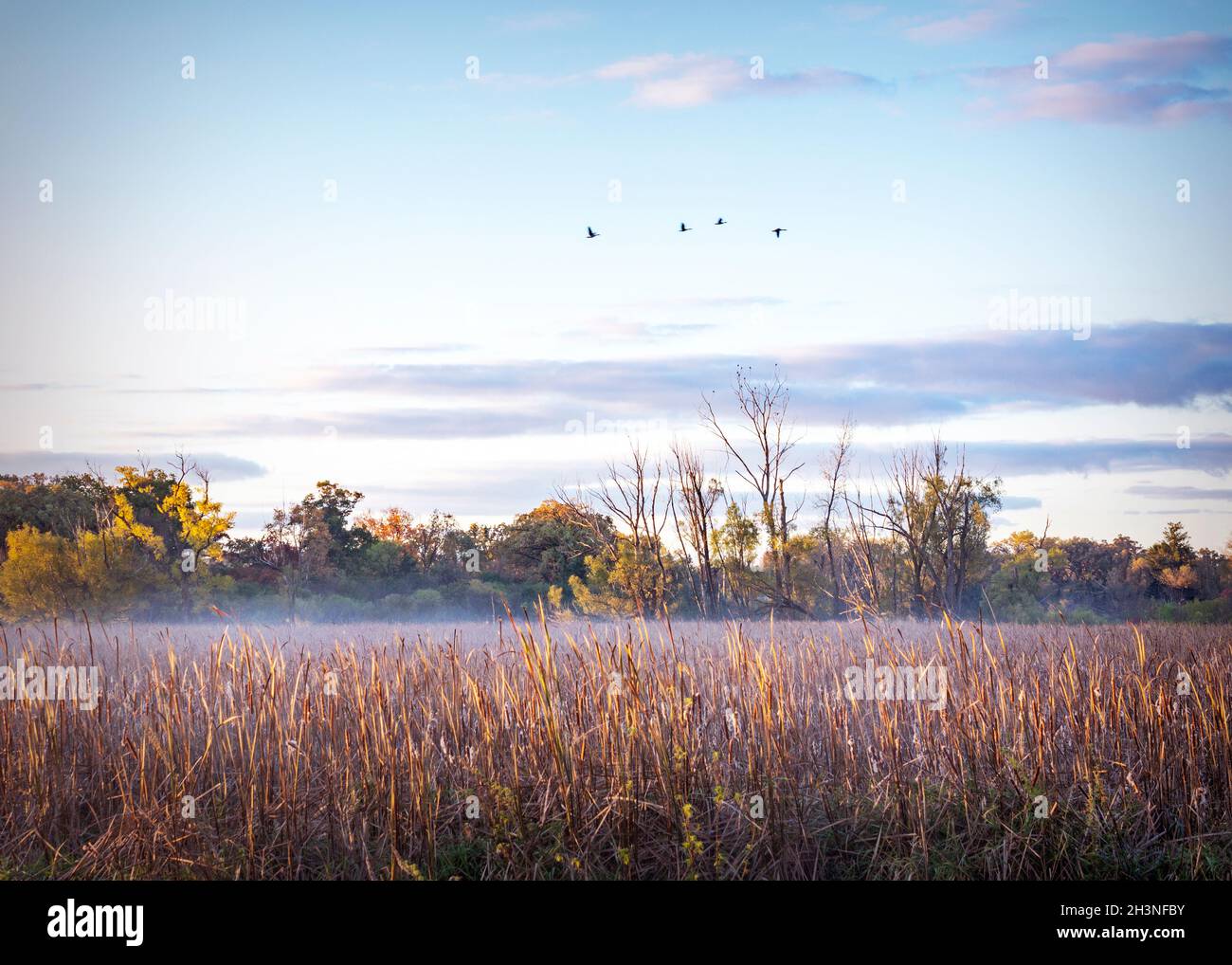 Geese take flight in the first morning light as fog drifts over the ...