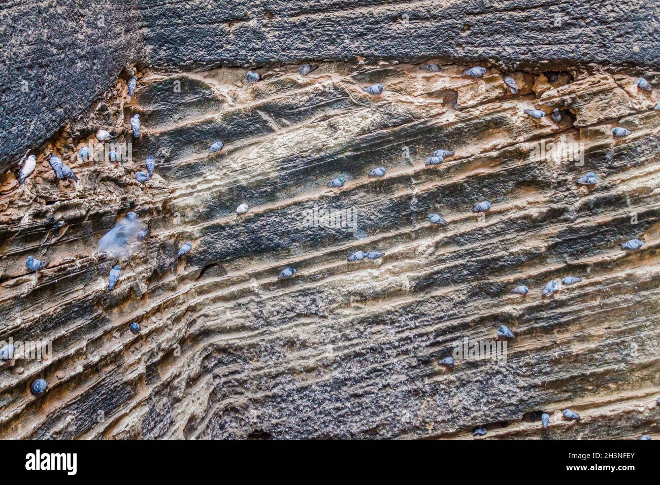 Pigeons in Navghan Kuvo step well at Uparkot Fort in Junagadh, Gujarat ...