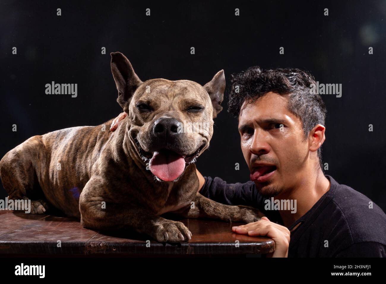 Angry staffy dog hi-res stock photography and images - Alamy