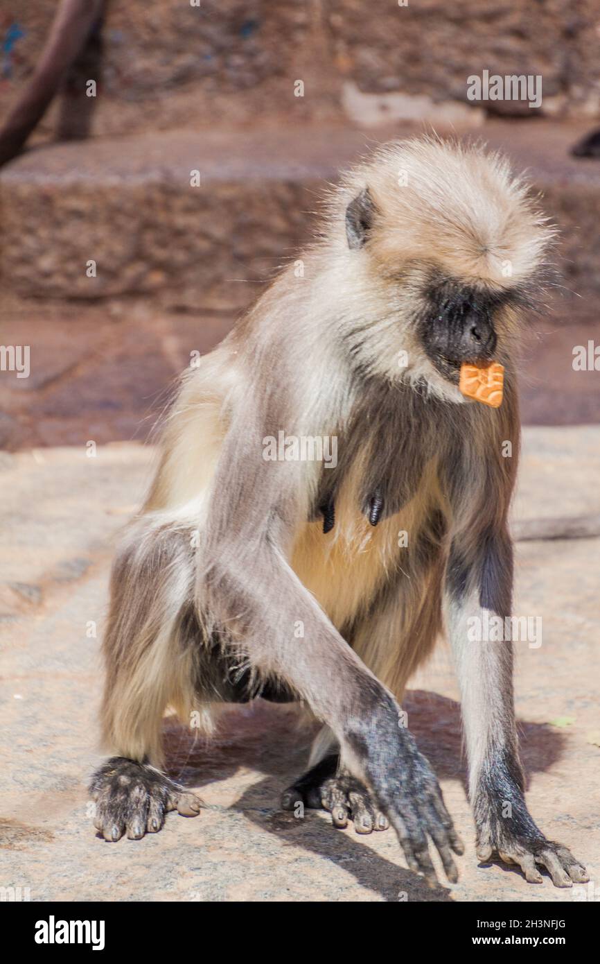 Langur monkey with a biscuit at Girnar Hill, Gujarat state, India Stock ...