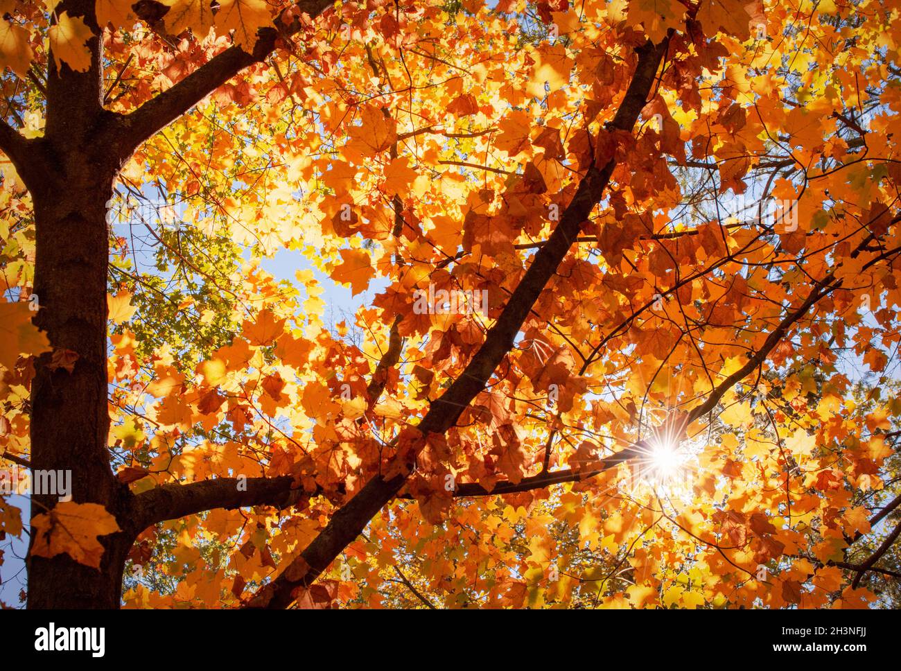 Splendor of colors hi-res stock photography and images - Alamy