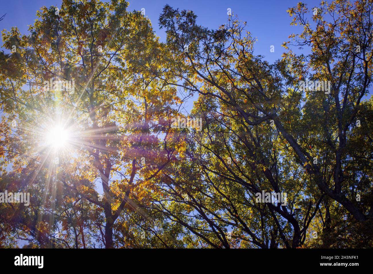 Sun creates a sunburst as it passes through the upper canopy of a ...
