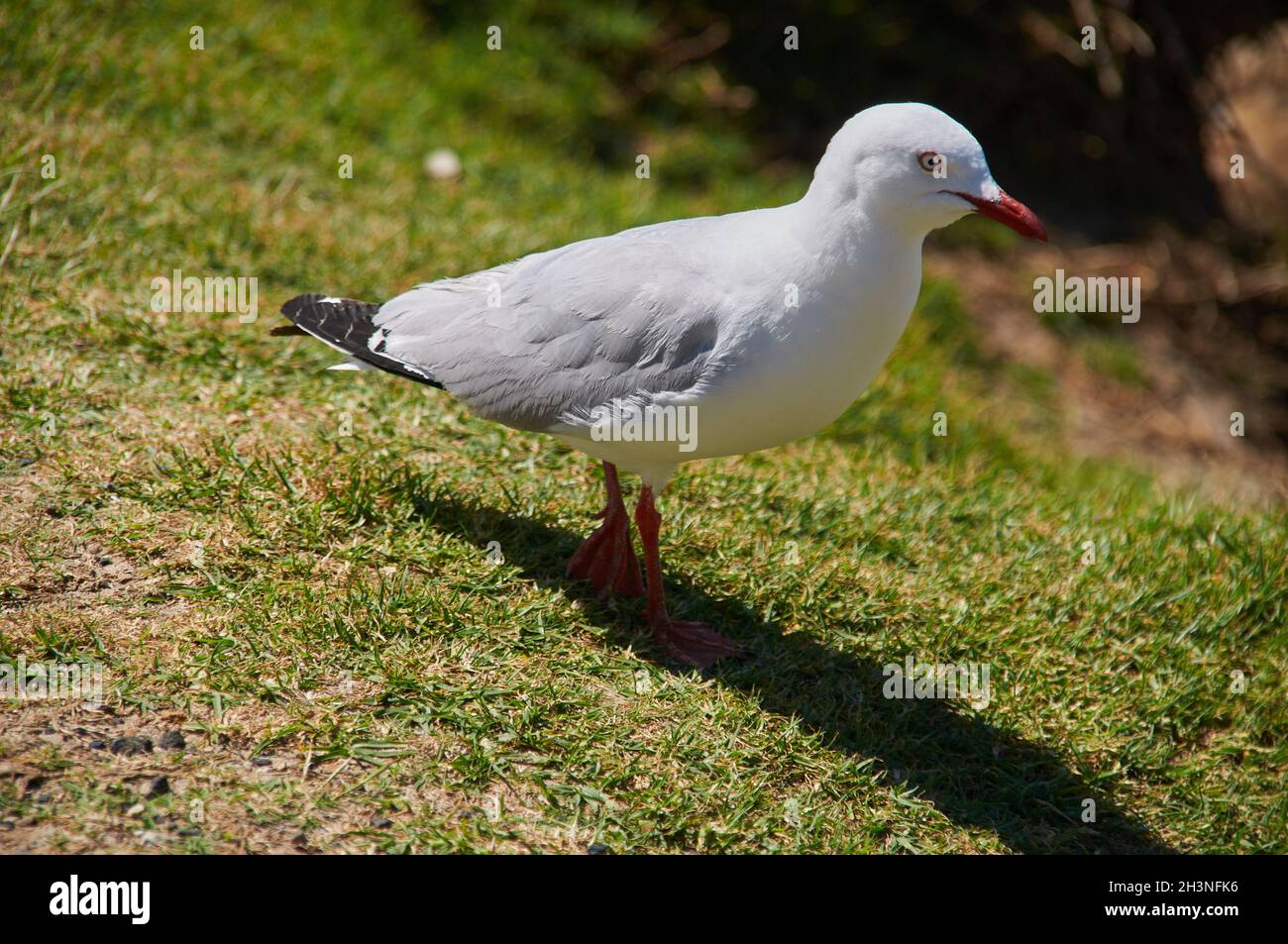Closeup shot of a seagull standing on grass during the day Stock Photo ...