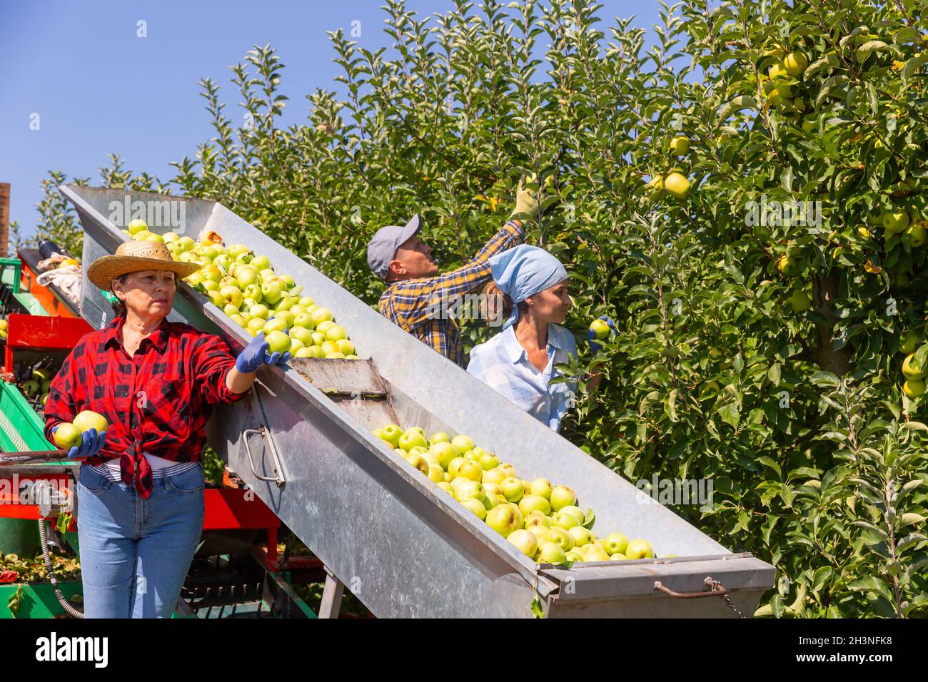 Seasonal workers harvesting apples in hi-res stock photography and ...