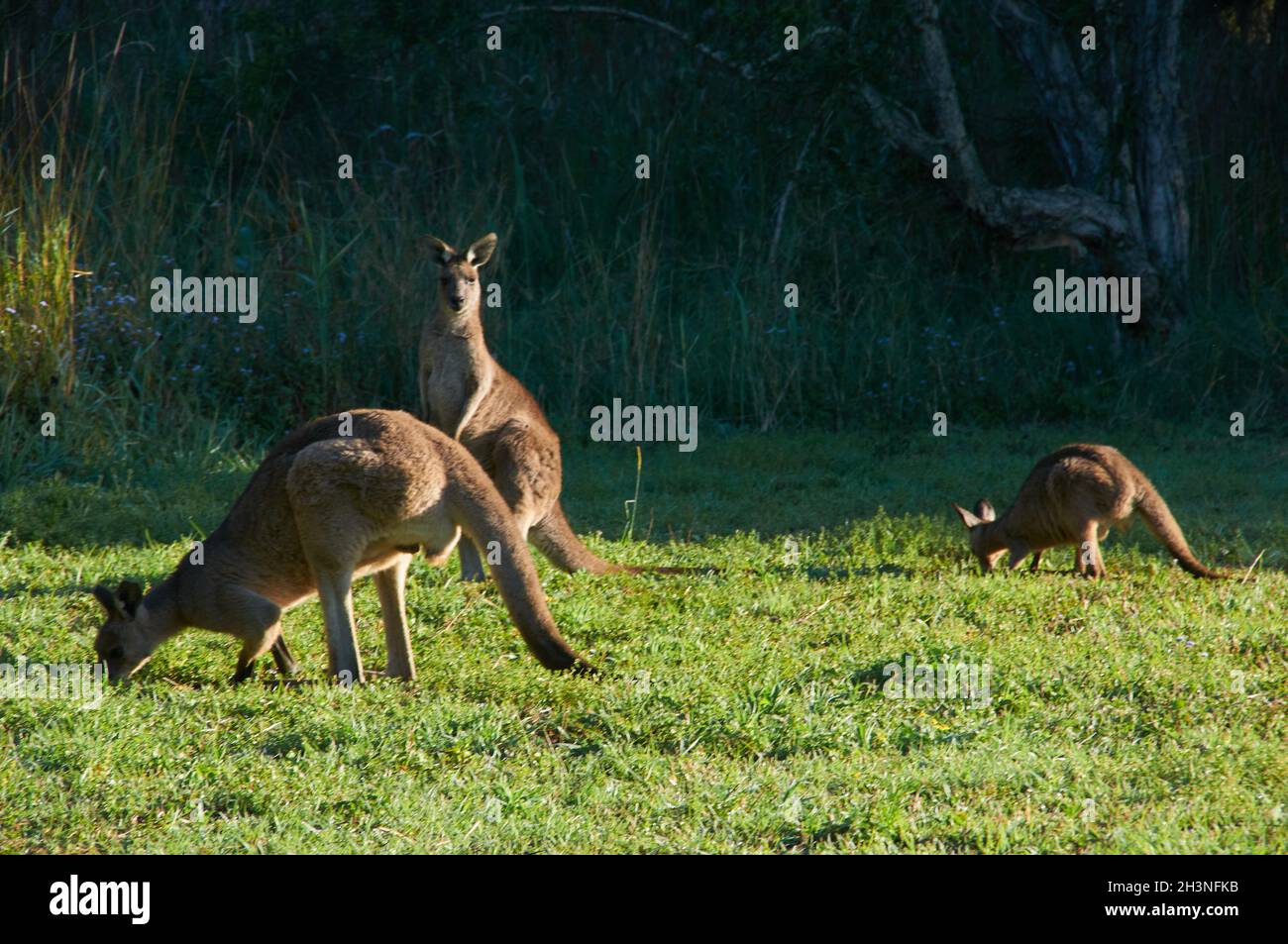 Beautiful shot of a bunch of eastern grey kangaroos in a forest Stock ...