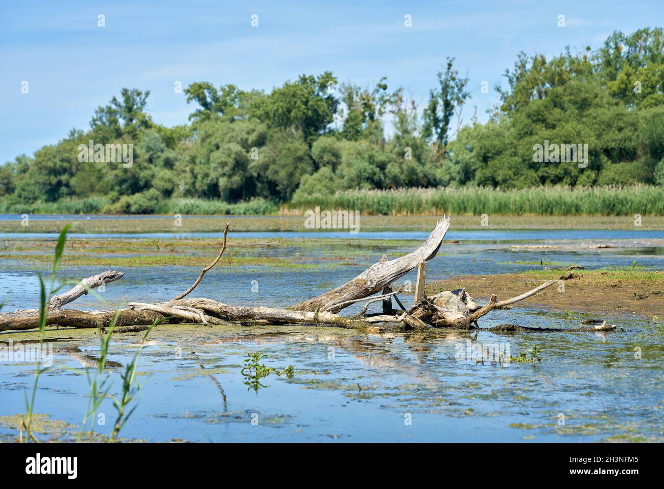 Old course of the river Elbe in the Zuwachs-KÃ¼lzauer Forst nature ...