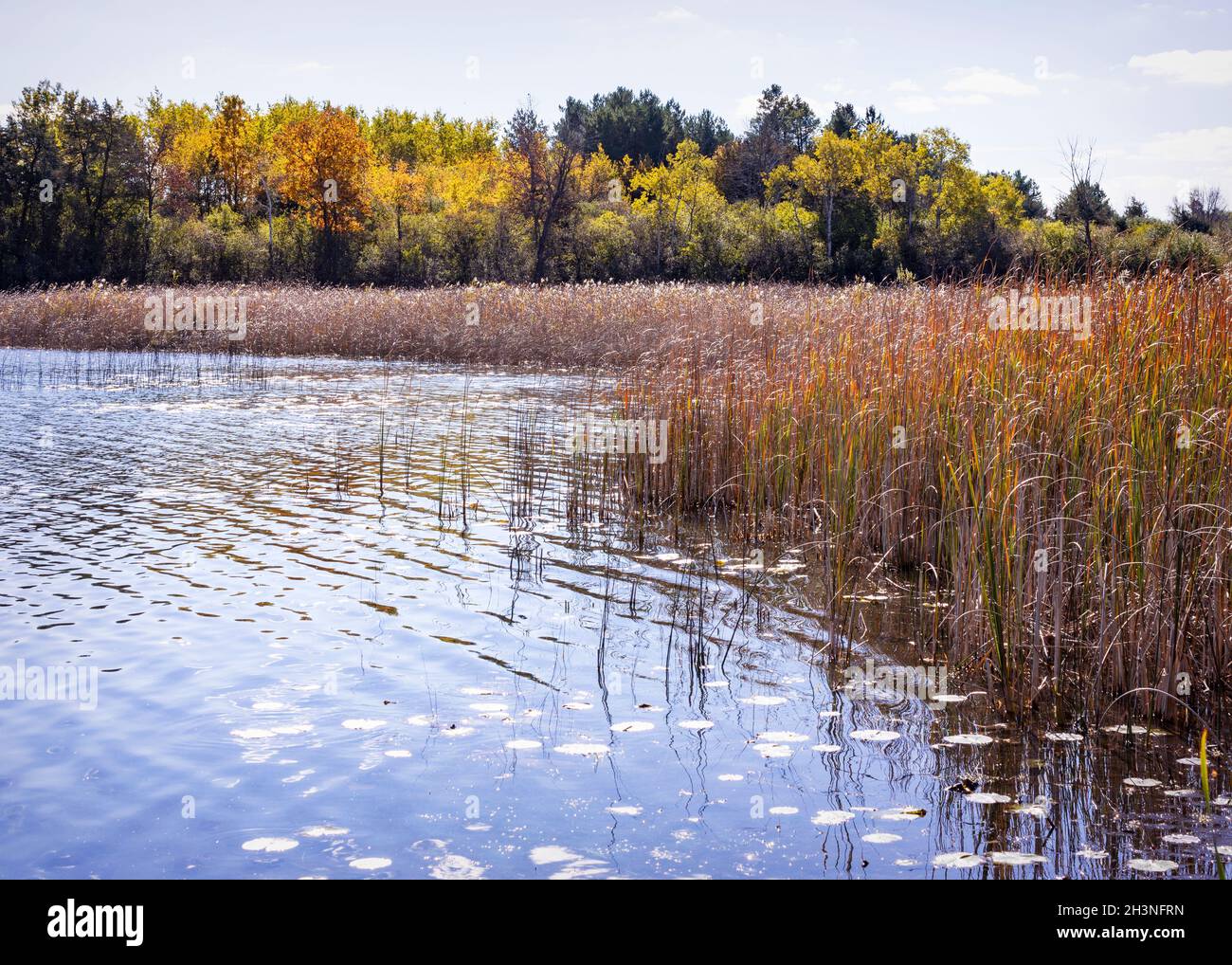 Cattails in the fall hi-res stock photography and images - Alamy