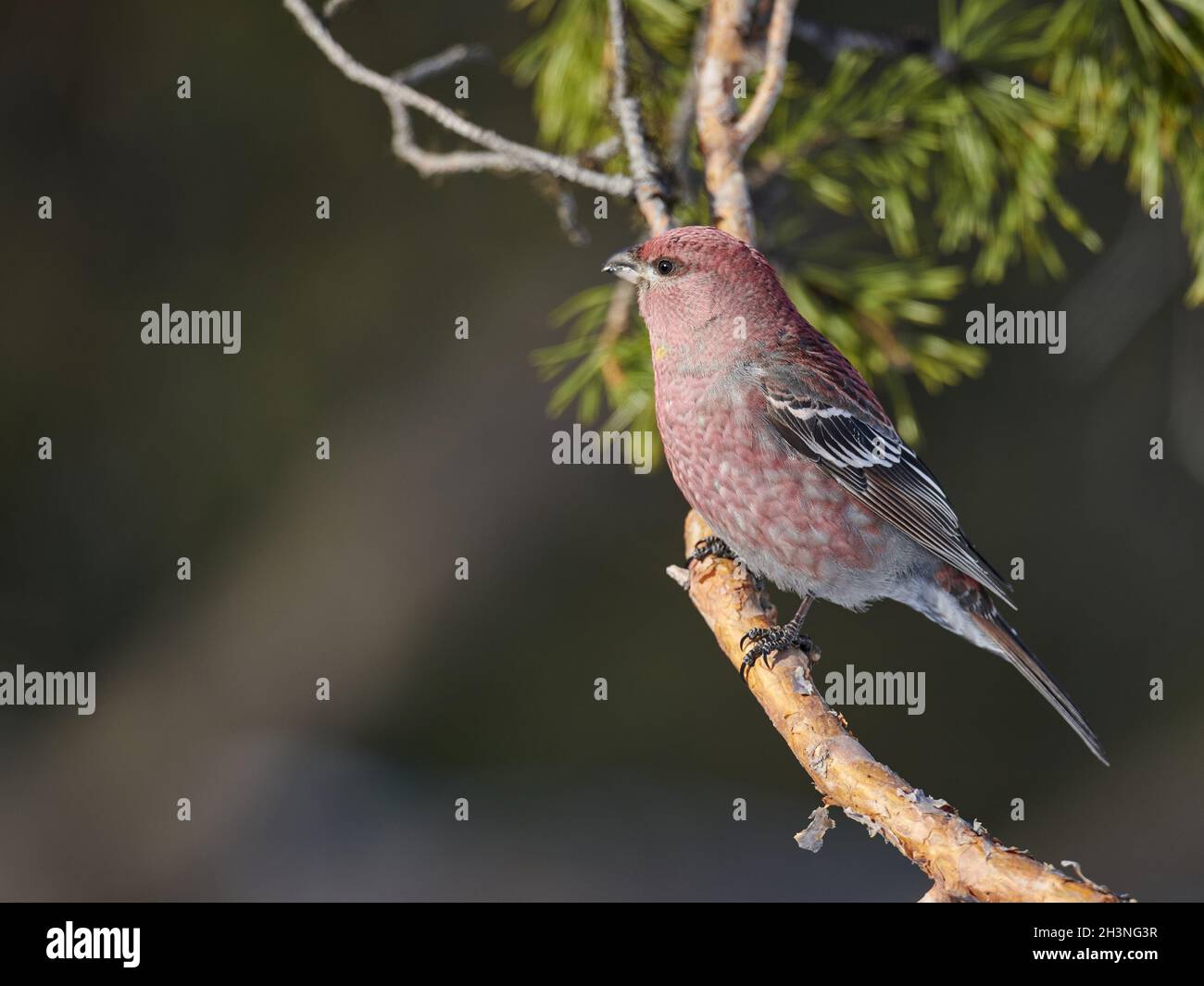 Male rosefinch hi-res stock photography and images - Alamy
