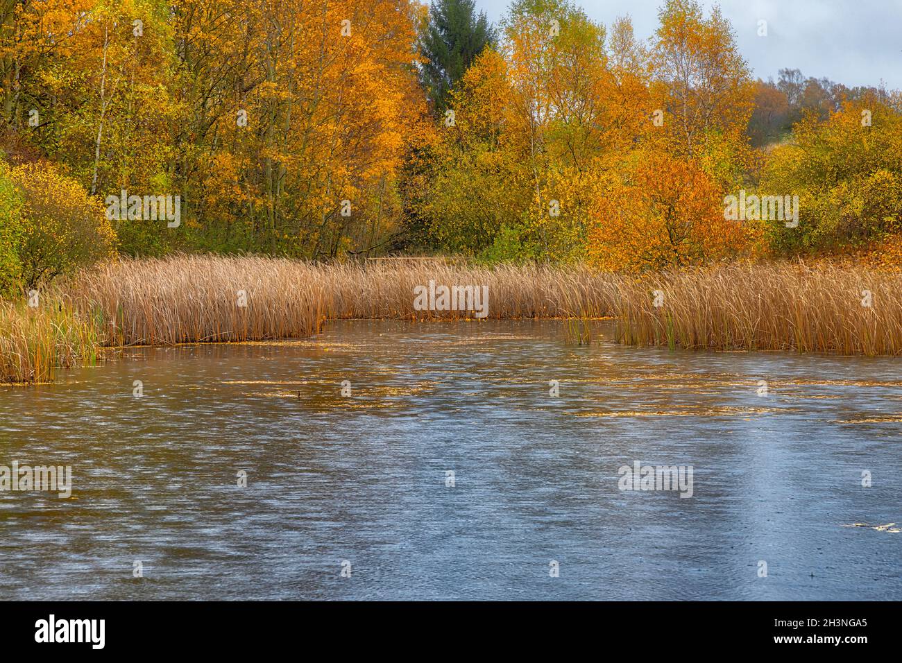 November rain hi-res stock photography and images - Alamy