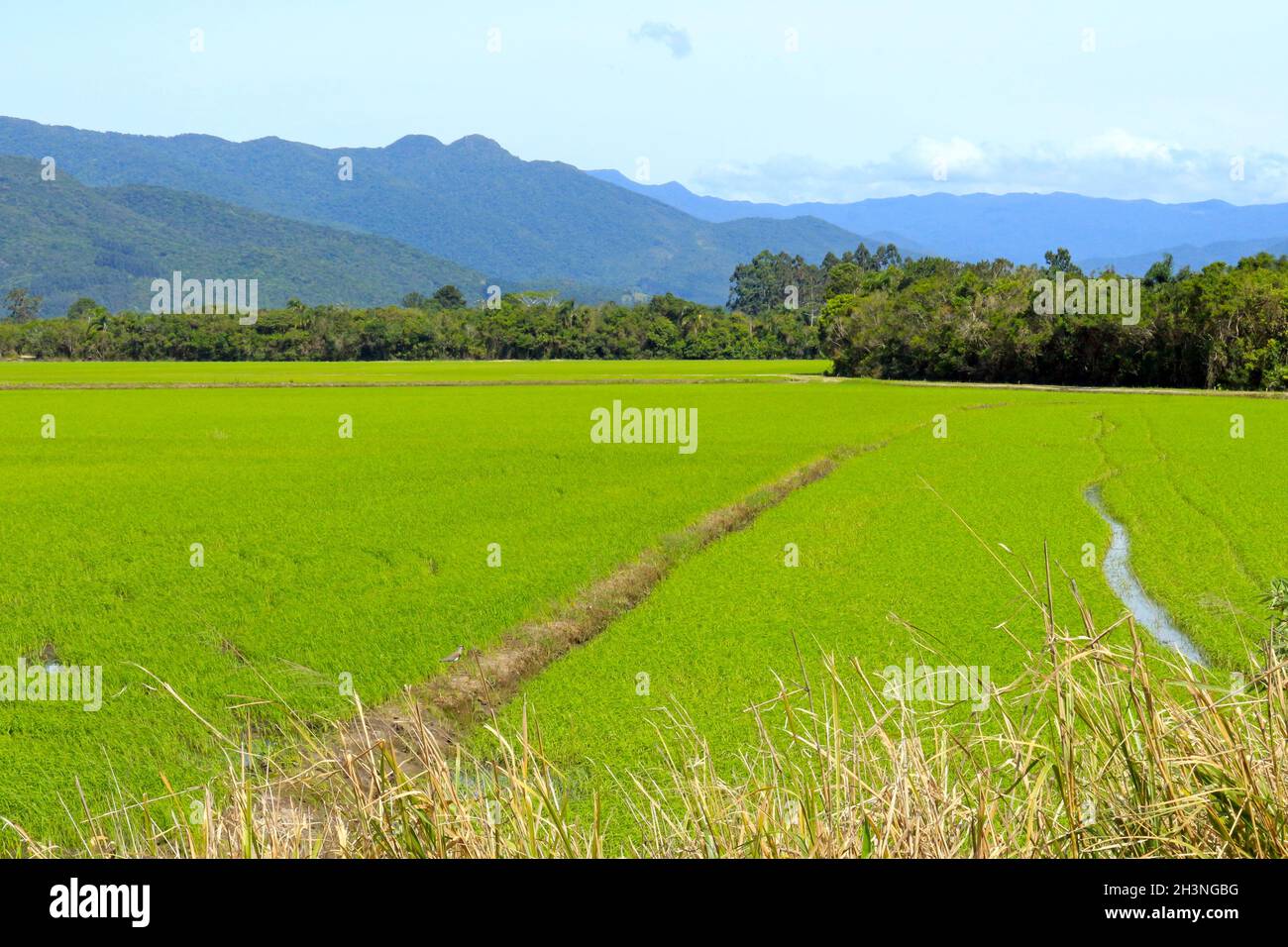 Rice planting in waterlogged fields by direct seeding - Brazil Stock ...