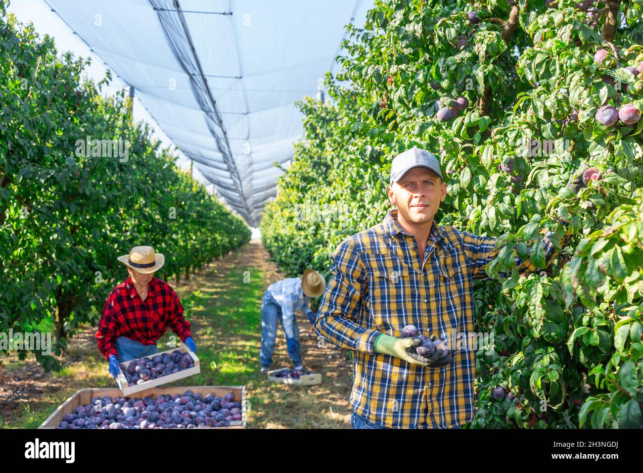 Man farm worker gathering harvest of ripe plums Stock Photo - Alamy