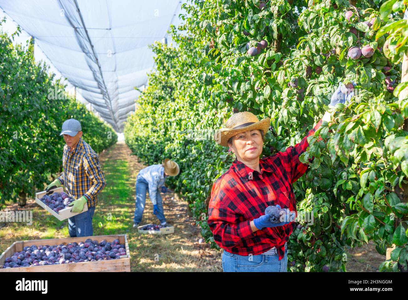 Elderly woman farm worker gathering harvest of plums in orchard Stock ...