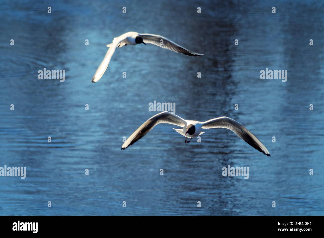 Two sea birds in flight Stock Photo - Alamy