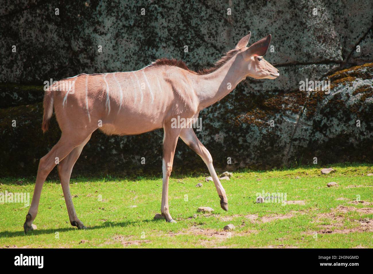 Lesser kudu female hi-res stock photography and images - Alamy