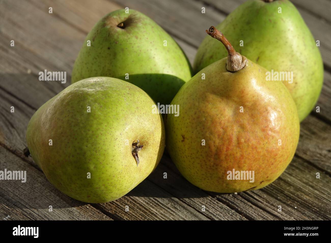 Pyrus communis Alexander Lucas, Pear Stock Photo - Alamy