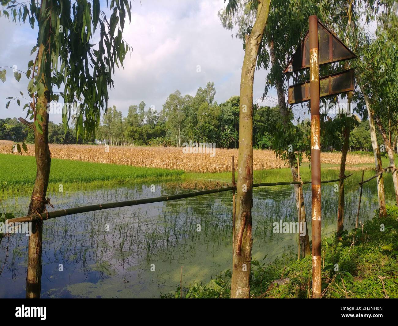 Pond in the agricultural field in spring Stock Photo - Alamy