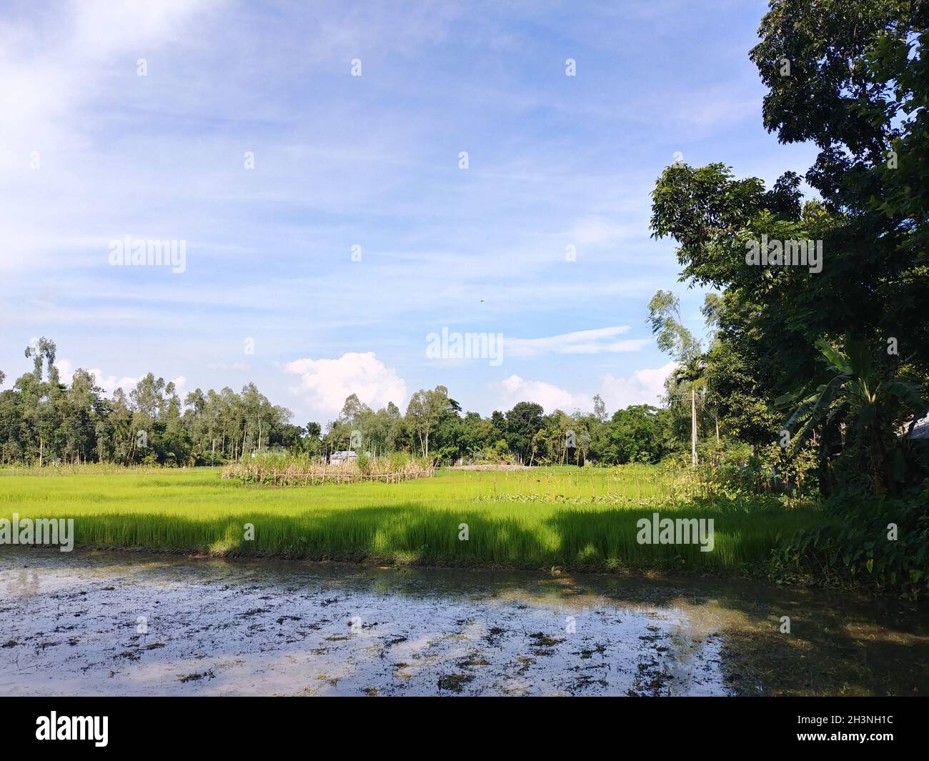 Pond in the agricultural field in spring Stock Photo - Alamy