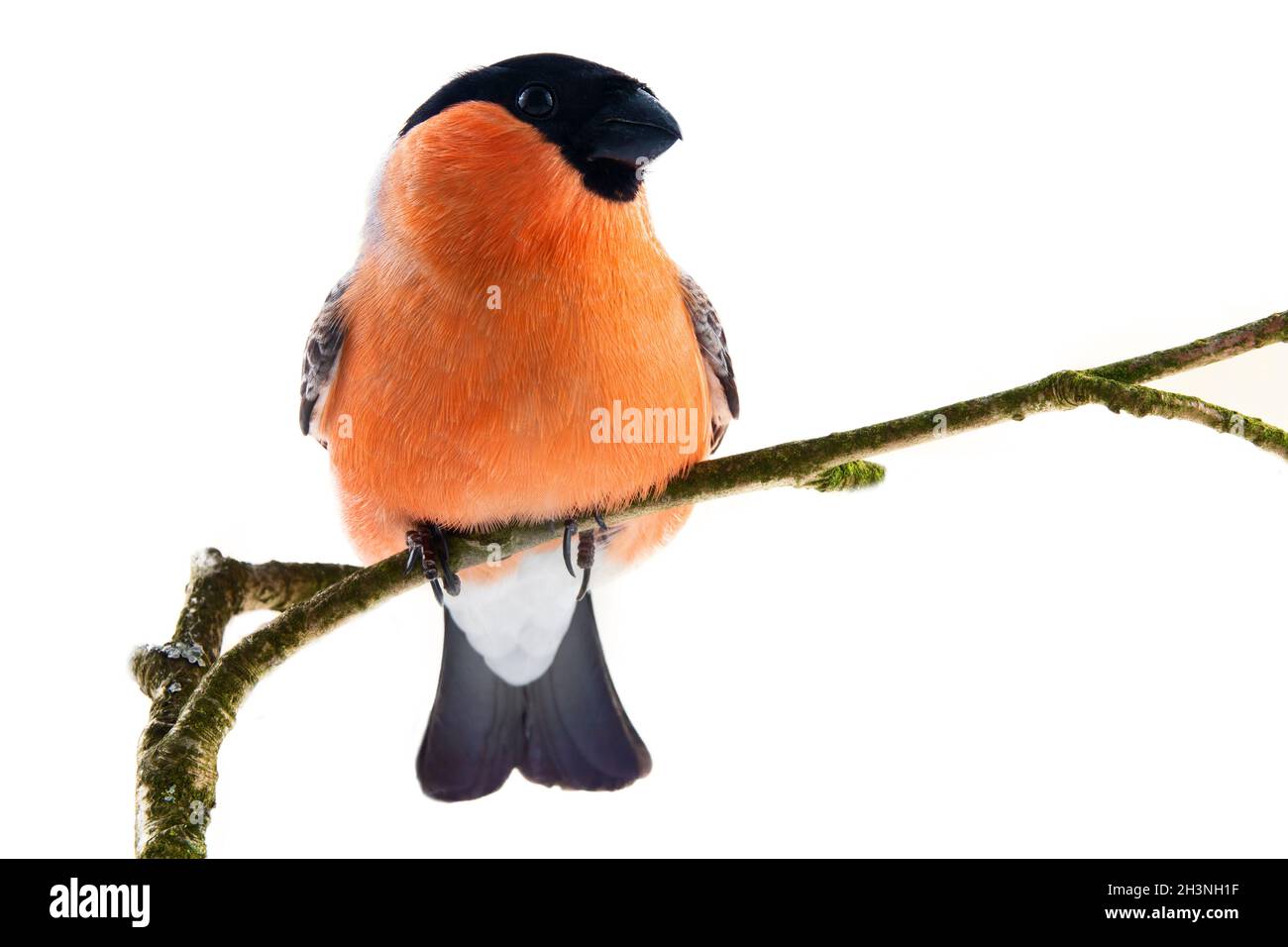 The magnificent red bullfinch in spring breeding plumage Stock Photo ...