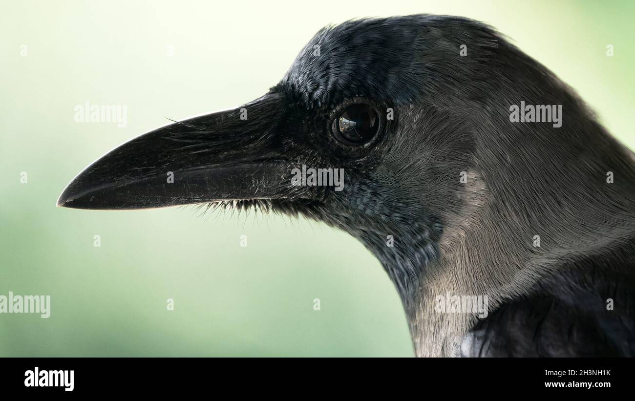Head portrait of Indian House crow Stock Photo - Alamy