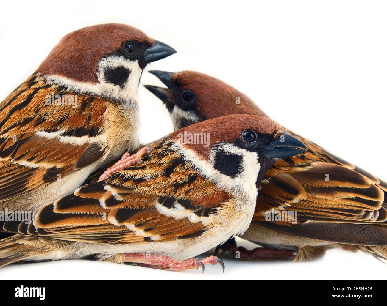 Flock of sparrows in dynamics isolated Stock Photo - Alamy